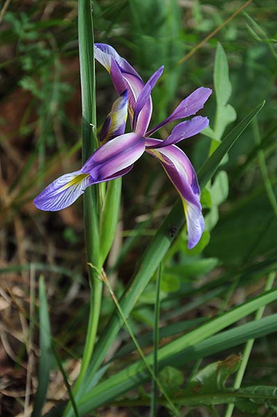 ZainoinSpalla - La natura in montagna - inizia con la lettera g