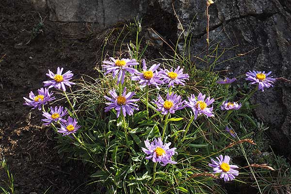 ZainoinSpalla - La natura in montagna - Fiori