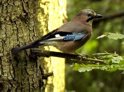 ZainoinSpalla - La natura in montagna - inizia con la lettera g