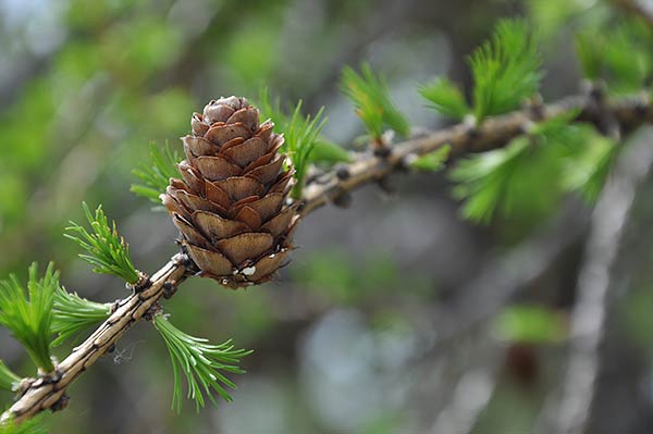 ZainoinSpalla - La natura in montagna - Alberi