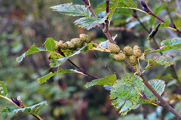 ZainoinSpalla - La natura in montagna - Alberi