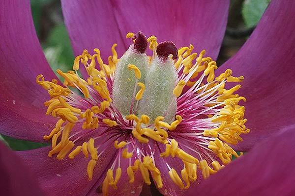 Peonia selvatica La Peonia selvatica ( Paeonia officinalis L. )