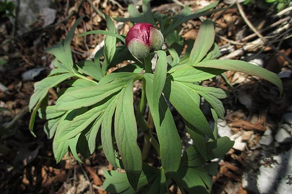 ZainoinSpalla - La natura in montagna - Fiori
