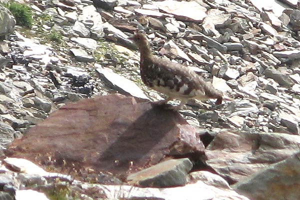 ZainoinSpalla - La natura in montagna - Uccelli