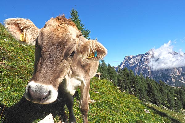 ZainoinSpalla - Il racconto della gita: Alta Via n.9 delle Dolomiti ...